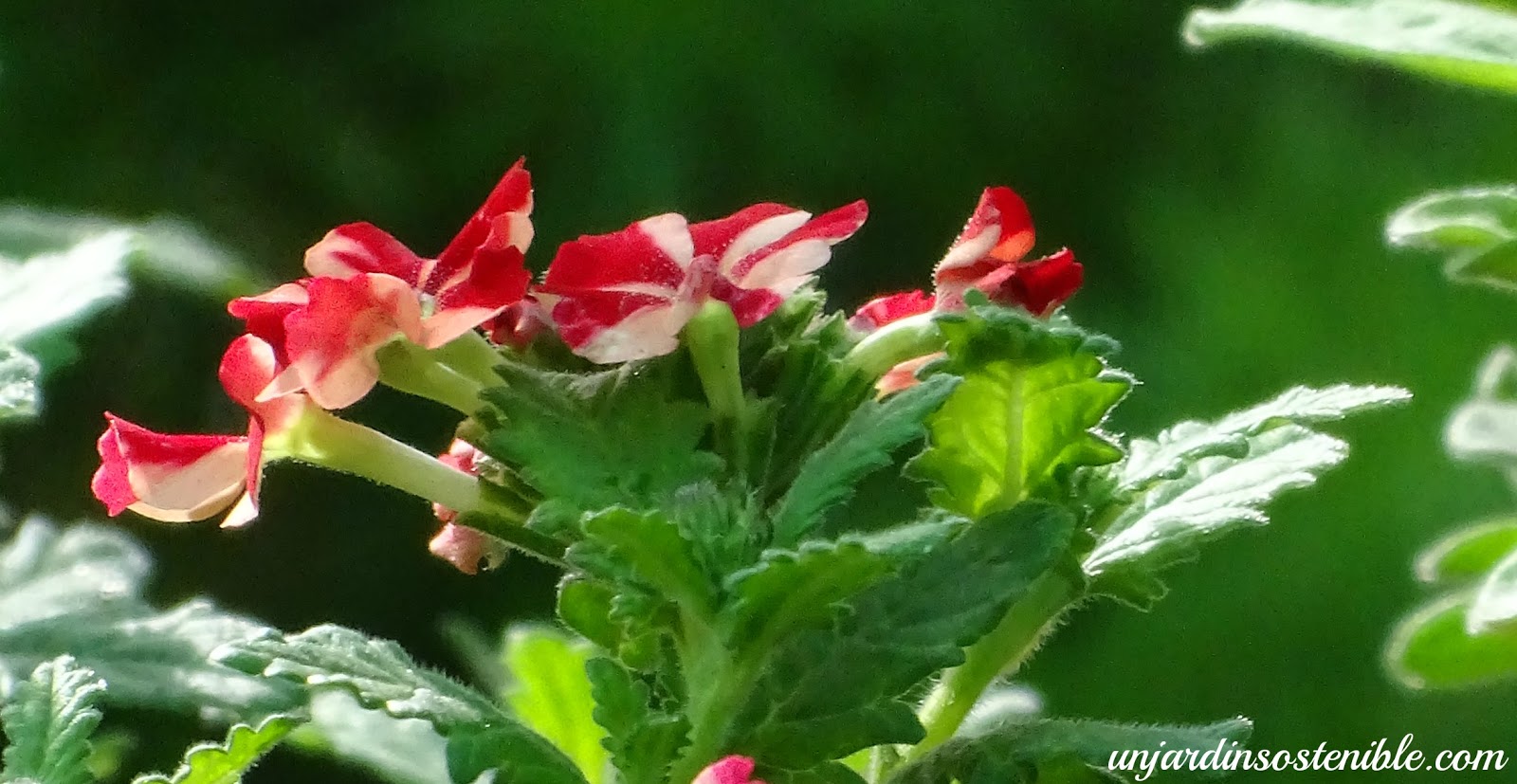 Verbena repens hybrida (Verbena rastrera)