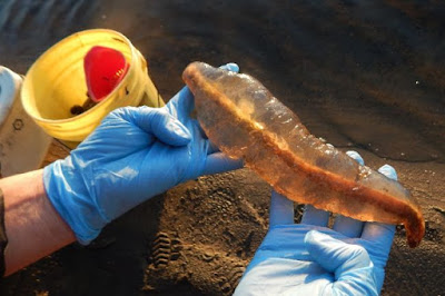 Phantoms and Monsters - Real Cryptid Encounter Reports - Fortean ...