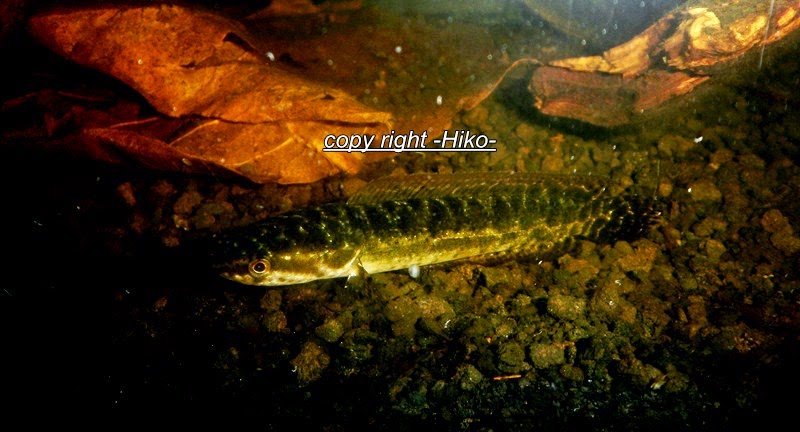 Mahamaya Hiko: Channa Bankanensis "Bangka snakehead" Profil dan cara ...