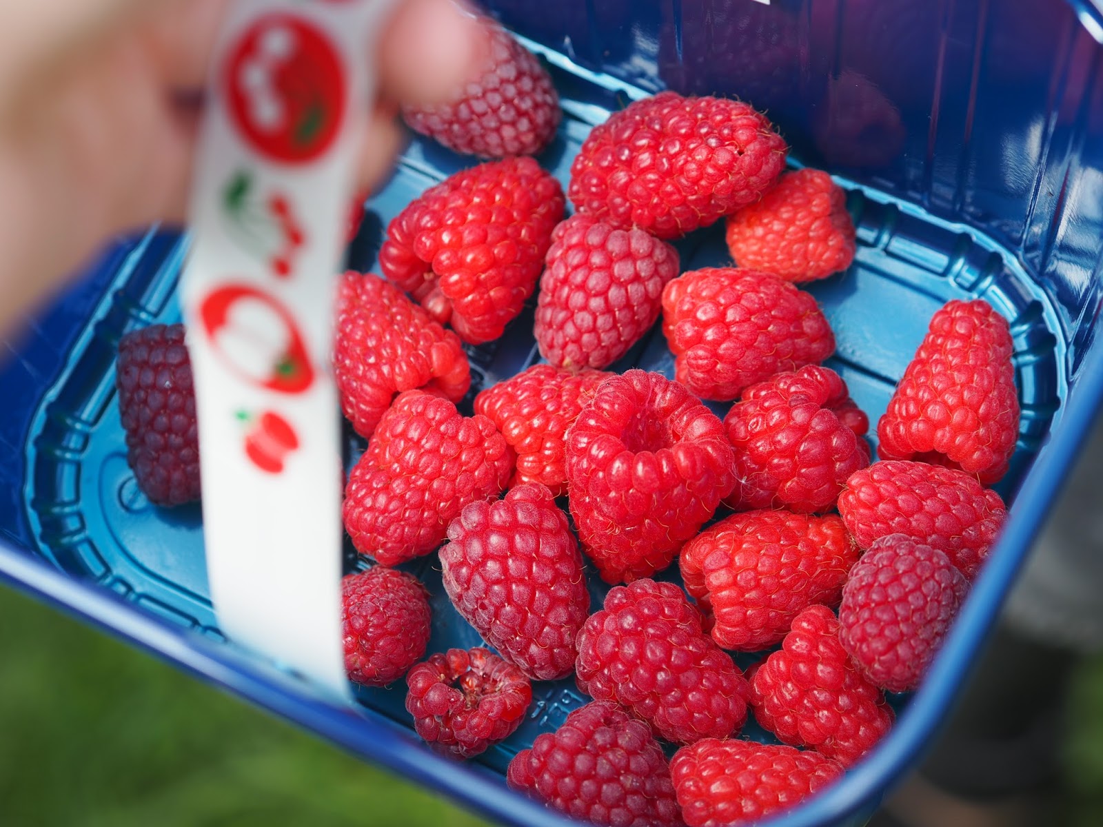 Berry Picking | Georgia Furness