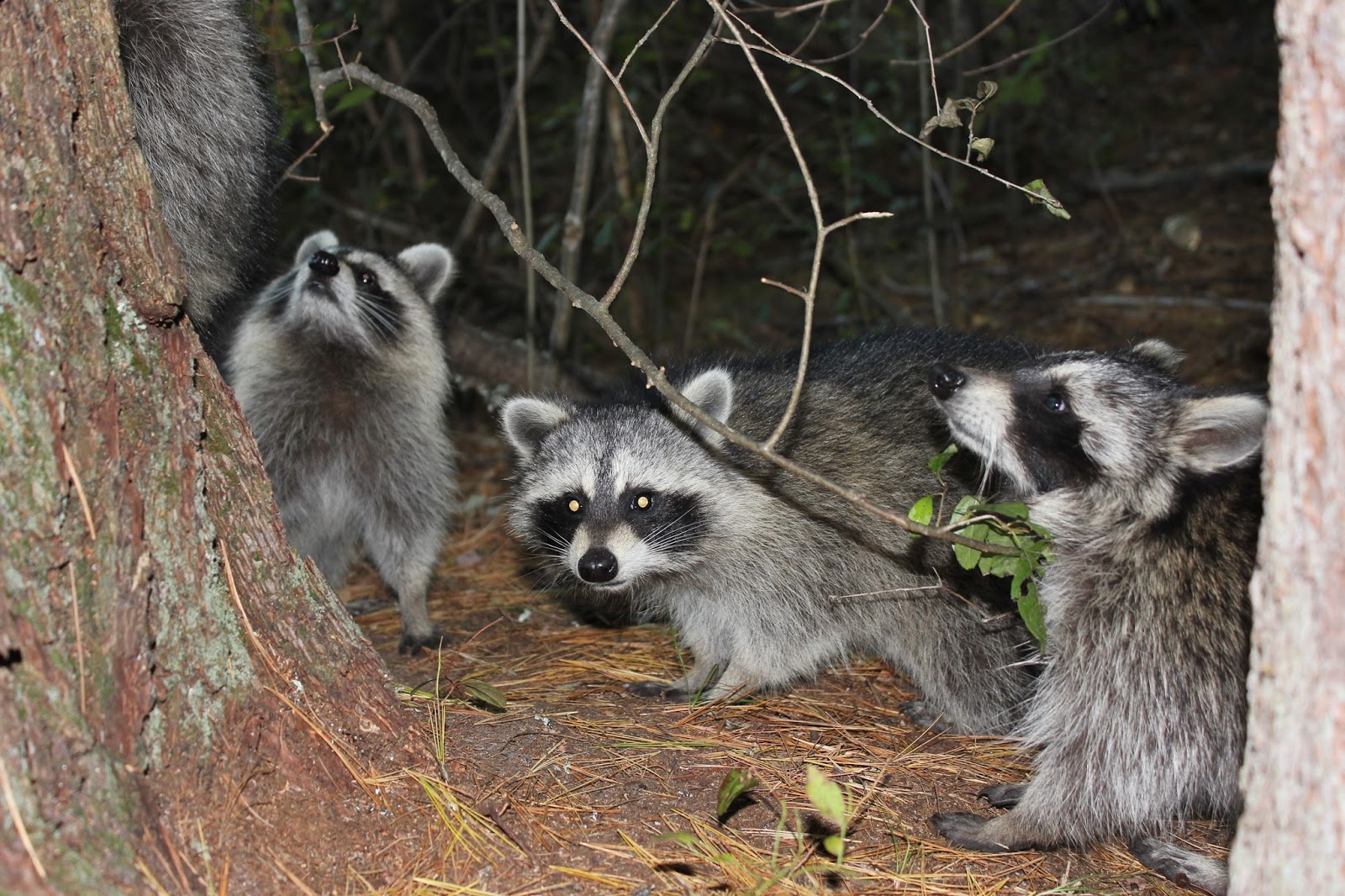 The Laughing Raccoon