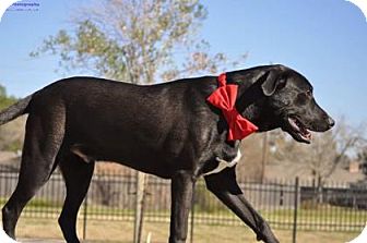 Meet Jack! - ADOPTED