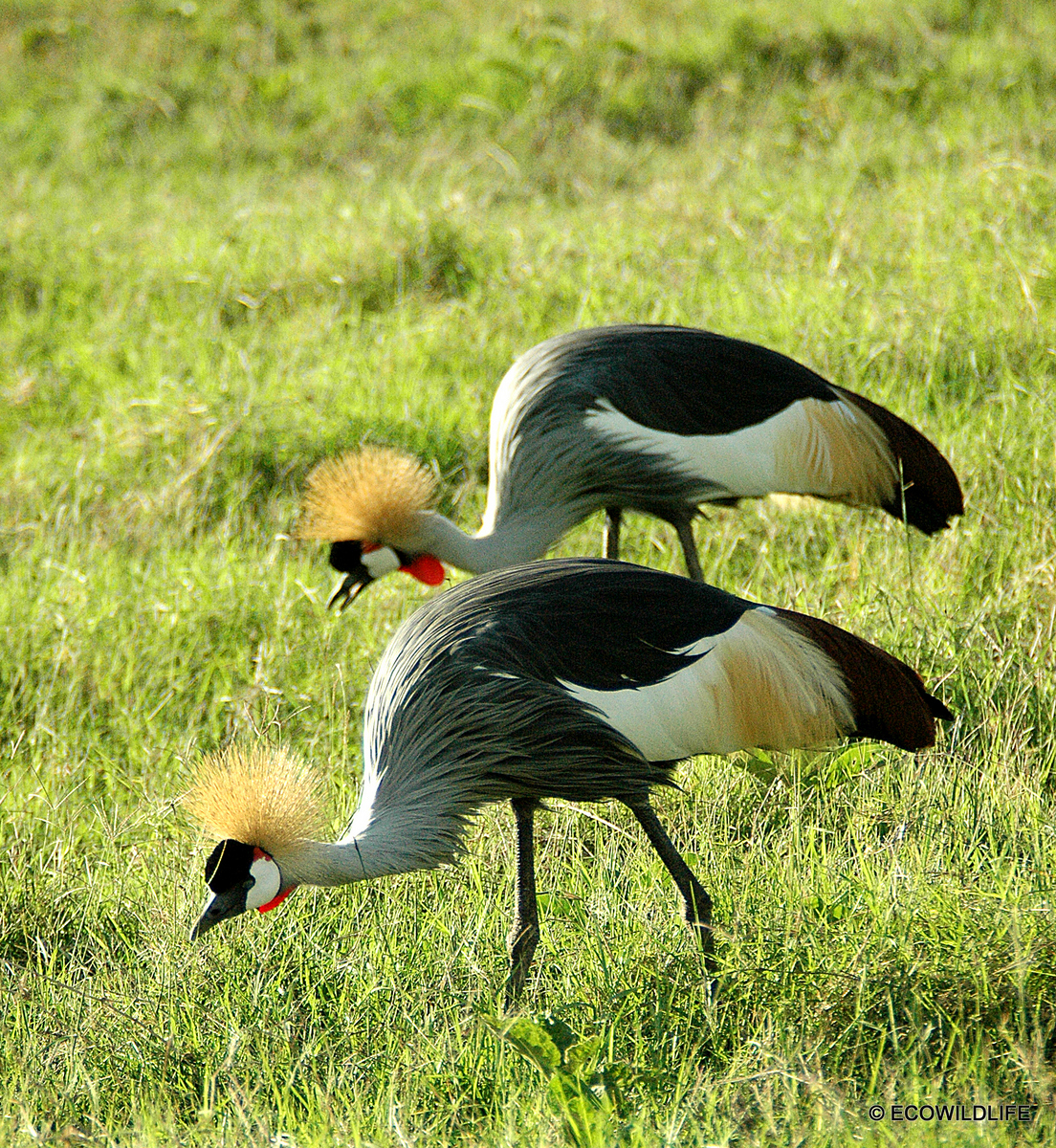 ECOWILDLIFE BIRDWATCHING: LA GRULLA CORONADA EN SU HÁBITAT NATURAL