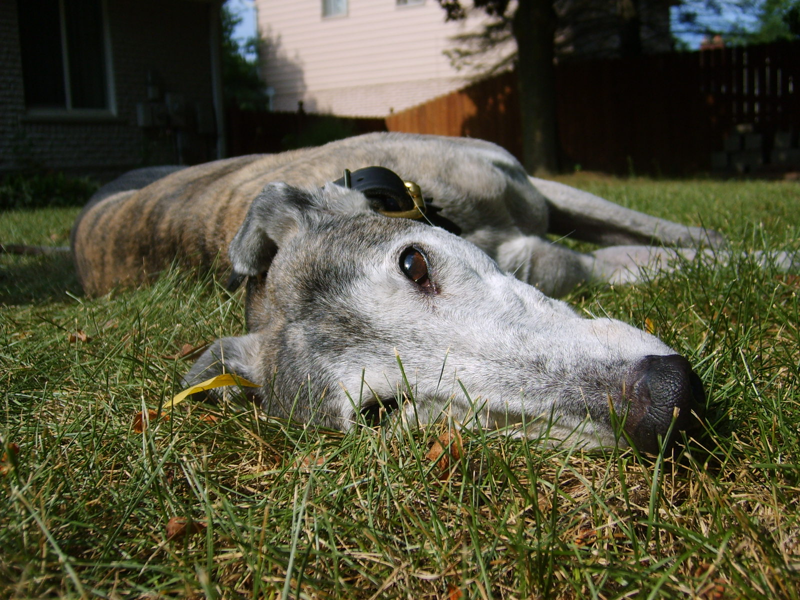 Saving Greys, by GREY2K USA Worldwide: My Top Ten Greyhound Stories for ...