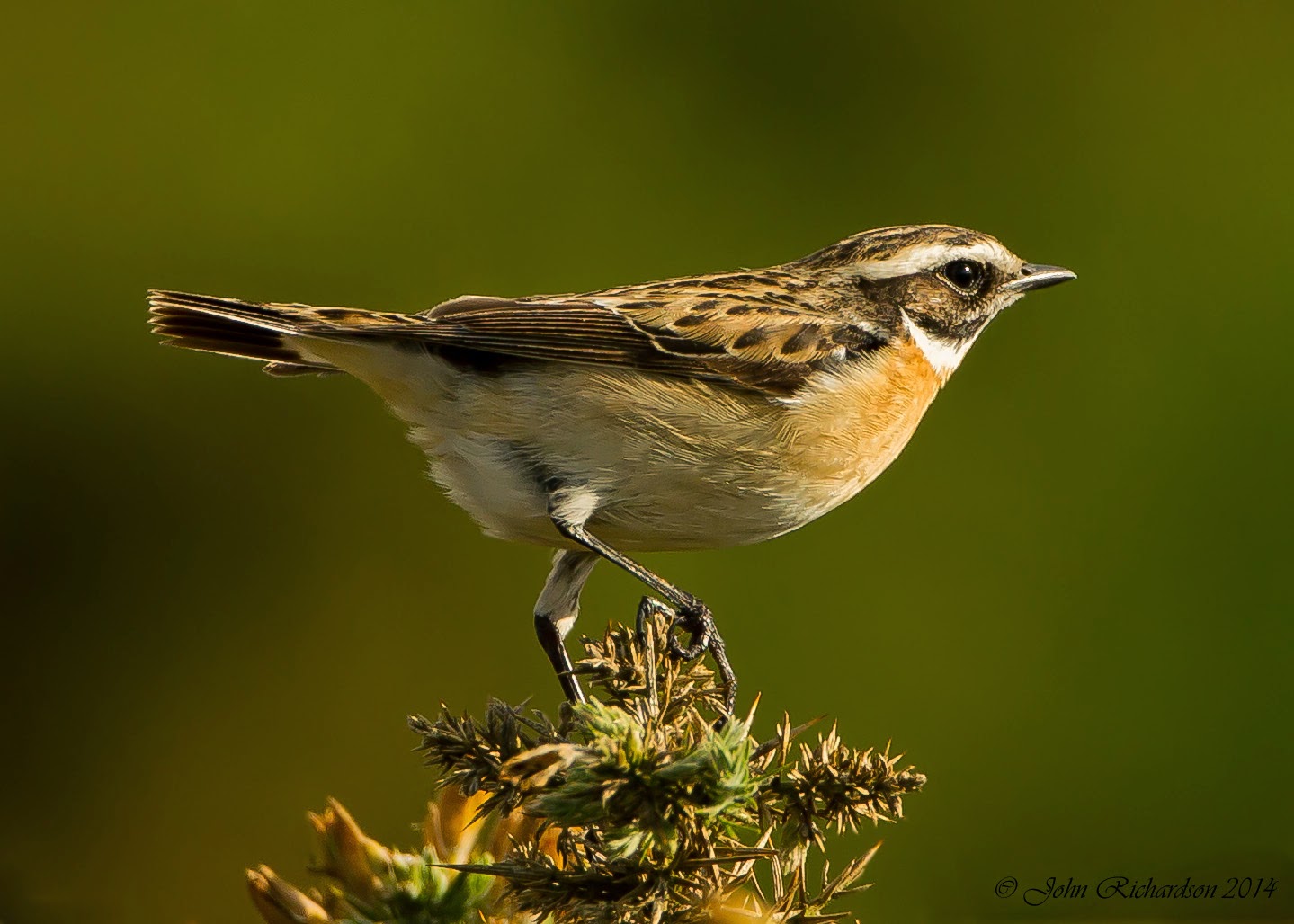 Old Man of Minsmere aka John Richardson: First Whinchat of the year for me.