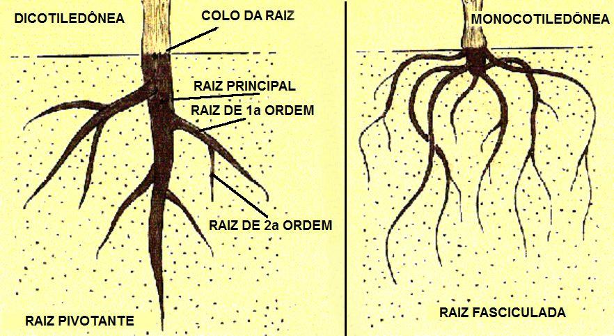 Blog do Ramon Lamar: Por que caem as árvores? (1)