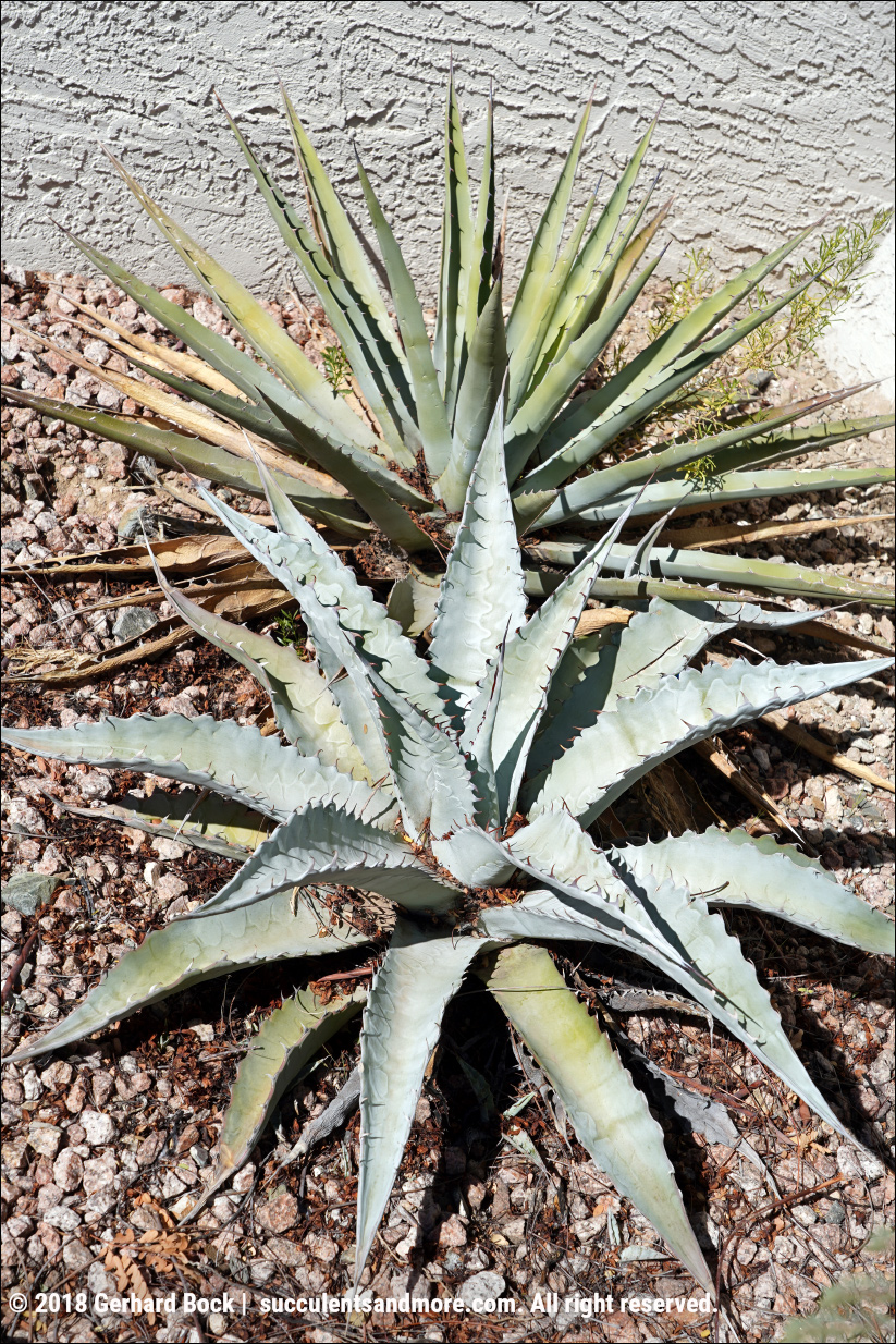 Agave hunter Ron Parker's personal collection