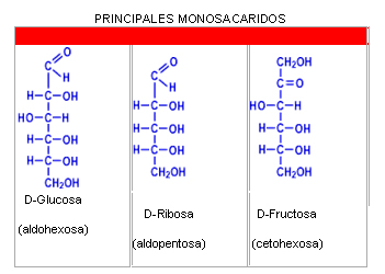 la bioquimica a fondo: azucares