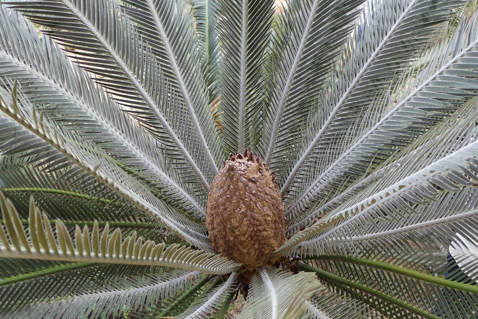 Jeffrey Bale's World of Gardens: Jardin Etnobotánico de Oaxaca