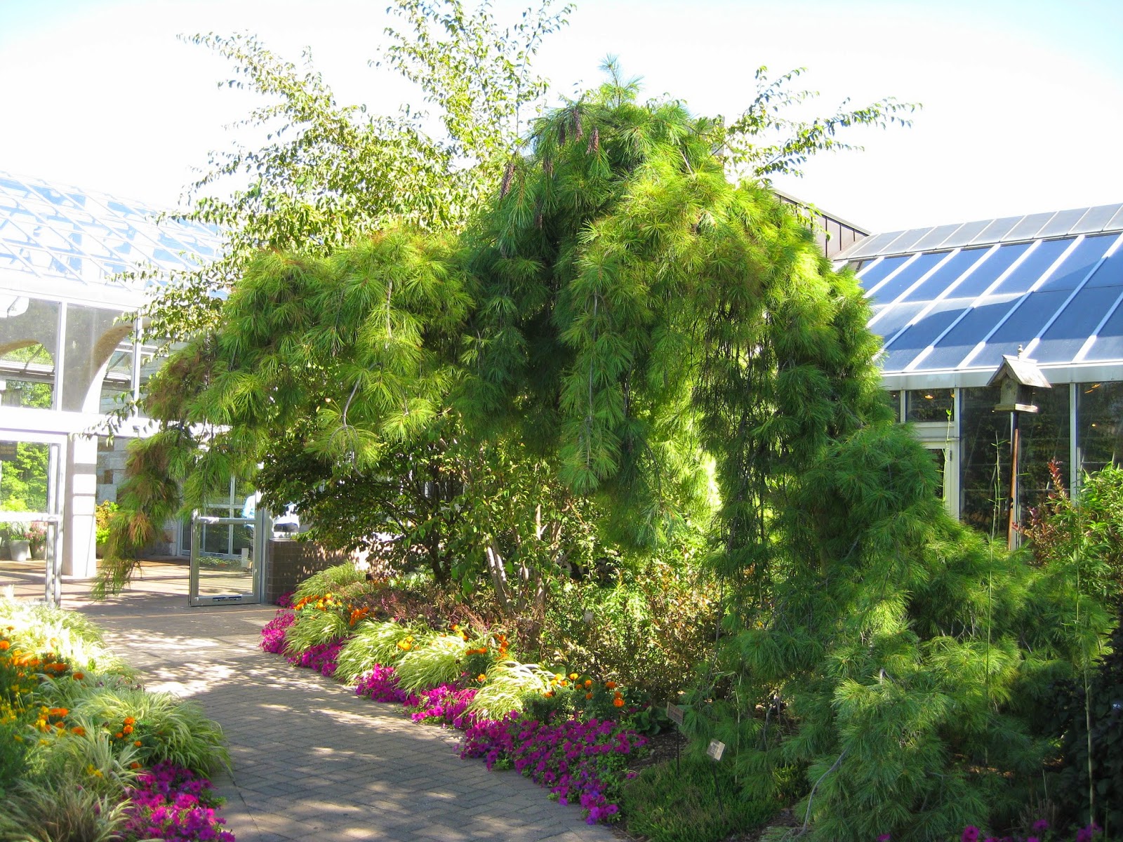 The Weeping White Pine | Rotary Botanical Gardens