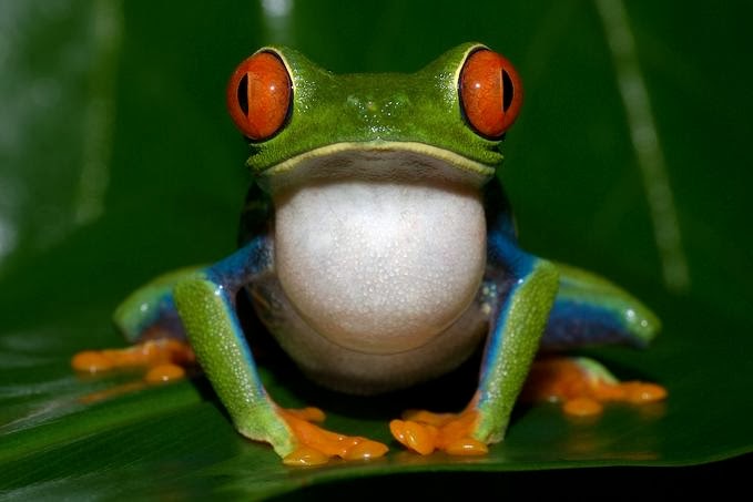 Ranita de ojos rojos o rana verde de ojos rojos (Agalychnis callidryas)