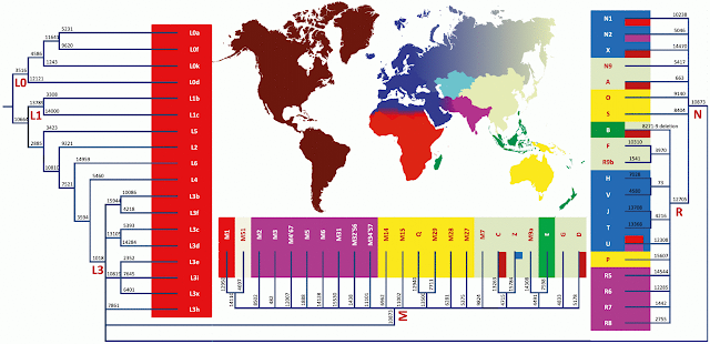DNA and Family Tree Research: What are the most common mtDNA subclades ...