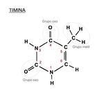 EL ADN ( BIOLOGIA ): BASES NITROGENADAS DEL ADN