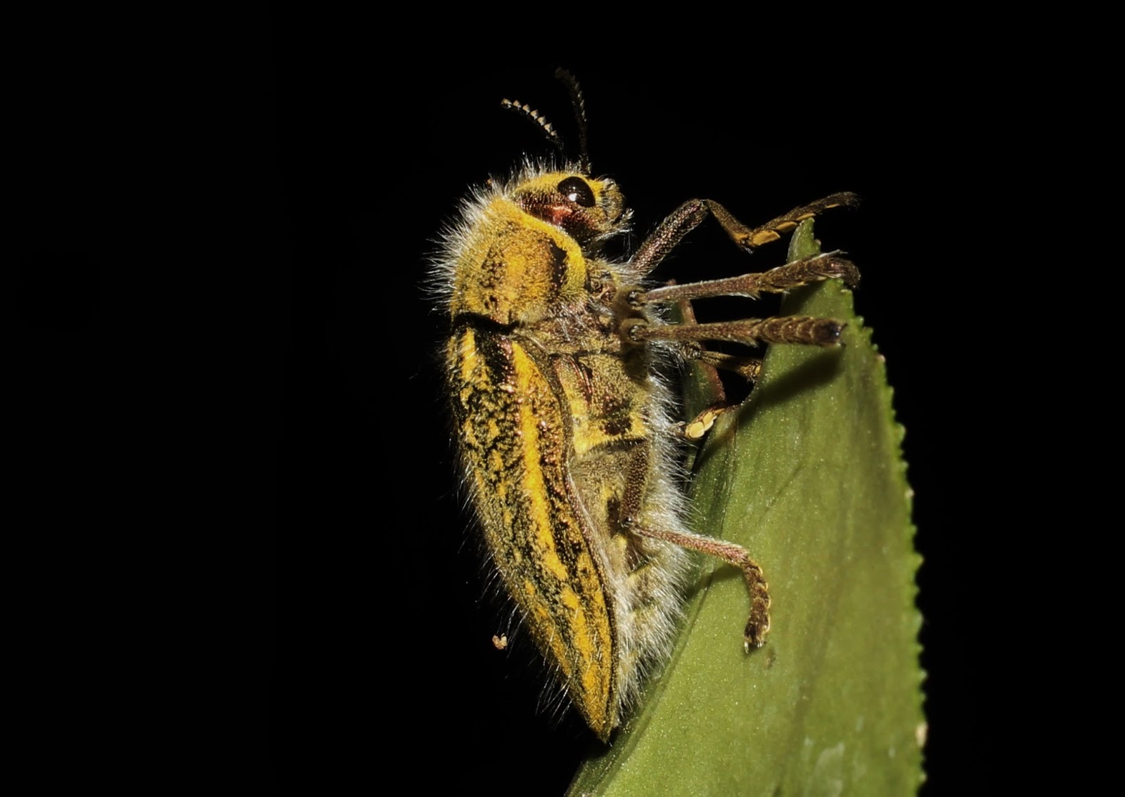 Biodiversity of Cyprus by NGO Protection of the Natural Heritage and ...