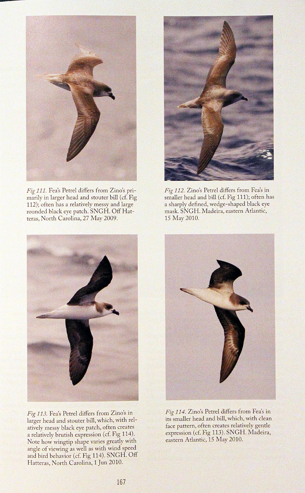 Another Bird Blog: Review: Petrels, Albatrosses & Storm-Petrels of ...
