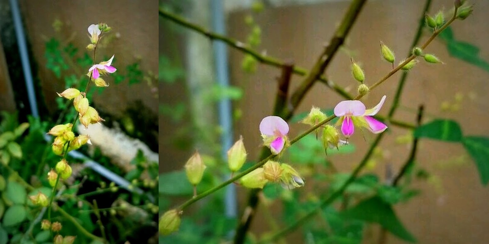 Baru 33+ GambarDaun Bunga, Hiasan Bunga