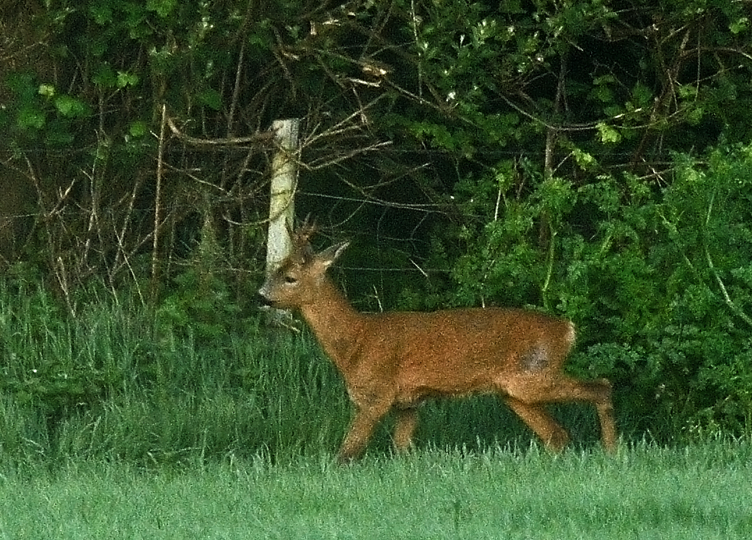 Alan James Photography : Road Kill Roe Deer