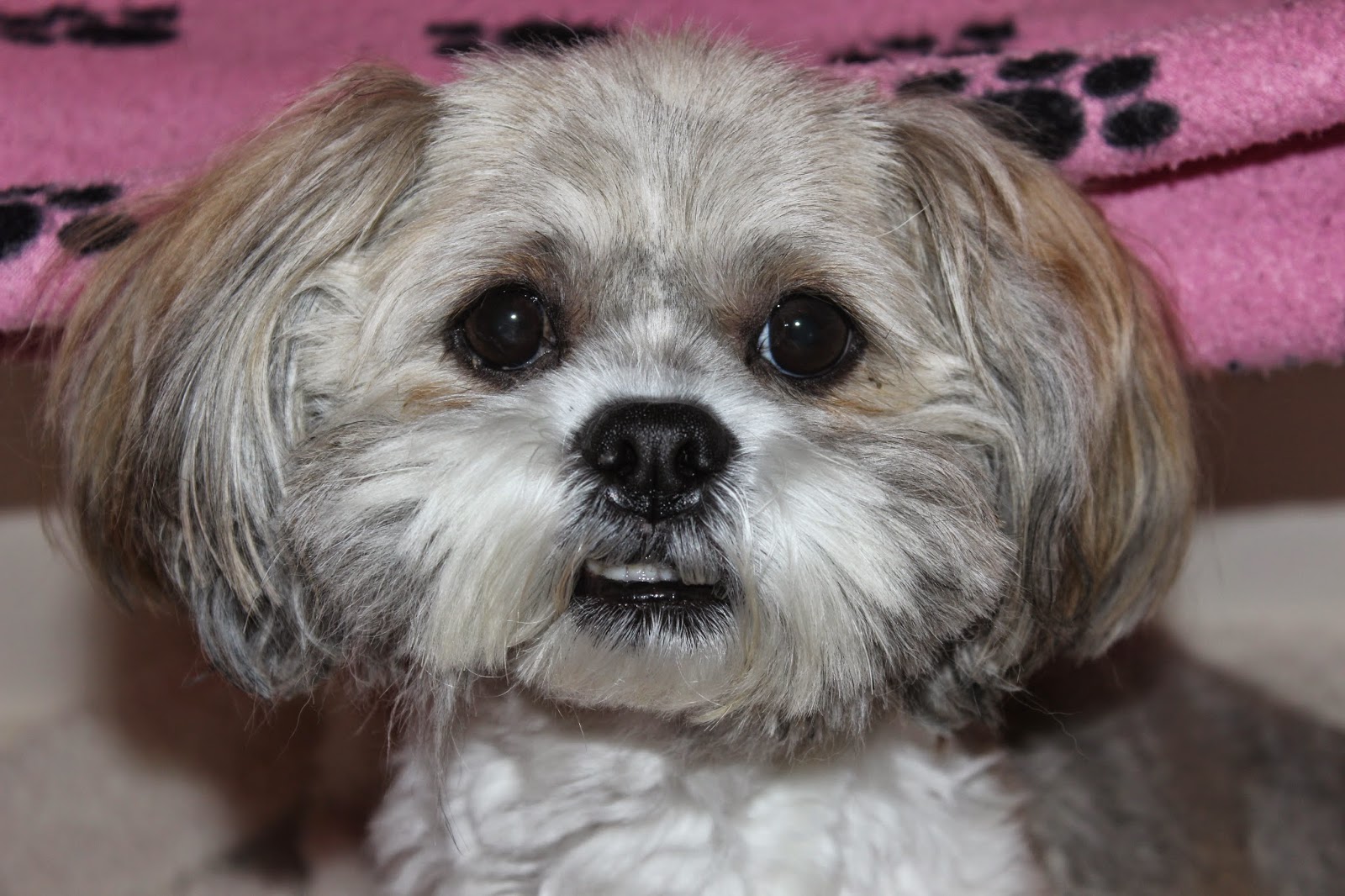 Lhasa Apso - Penny's Pups from birth to new homes: Penny's Pups 1 day ...