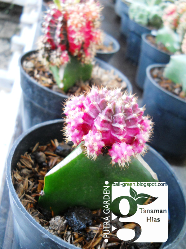 Jual Tanaman Kaktus Mini | tanamanbaru
