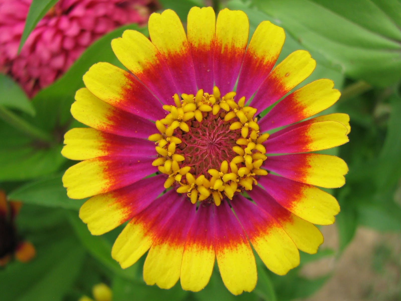 One Mum, Two Girls and a Chauffeur: Z is for Zinnia