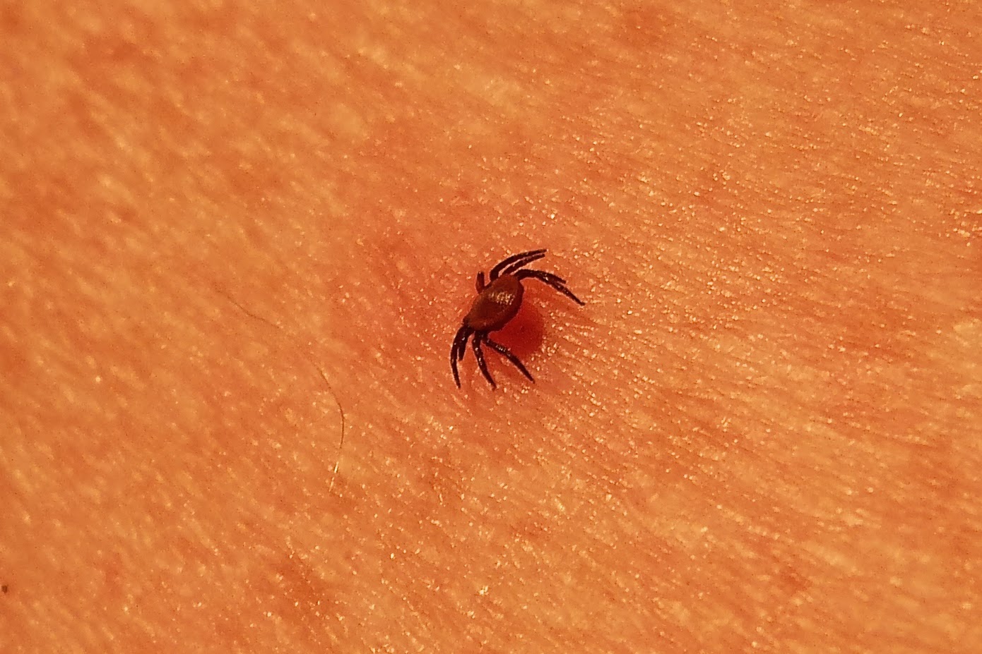 A Kilchoan Diary: A Different Tick?