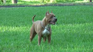 perros pitbull
