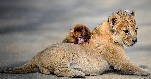 VisorOnline:: Extraña amistad entre un León y un Mono en China ( + fotos)