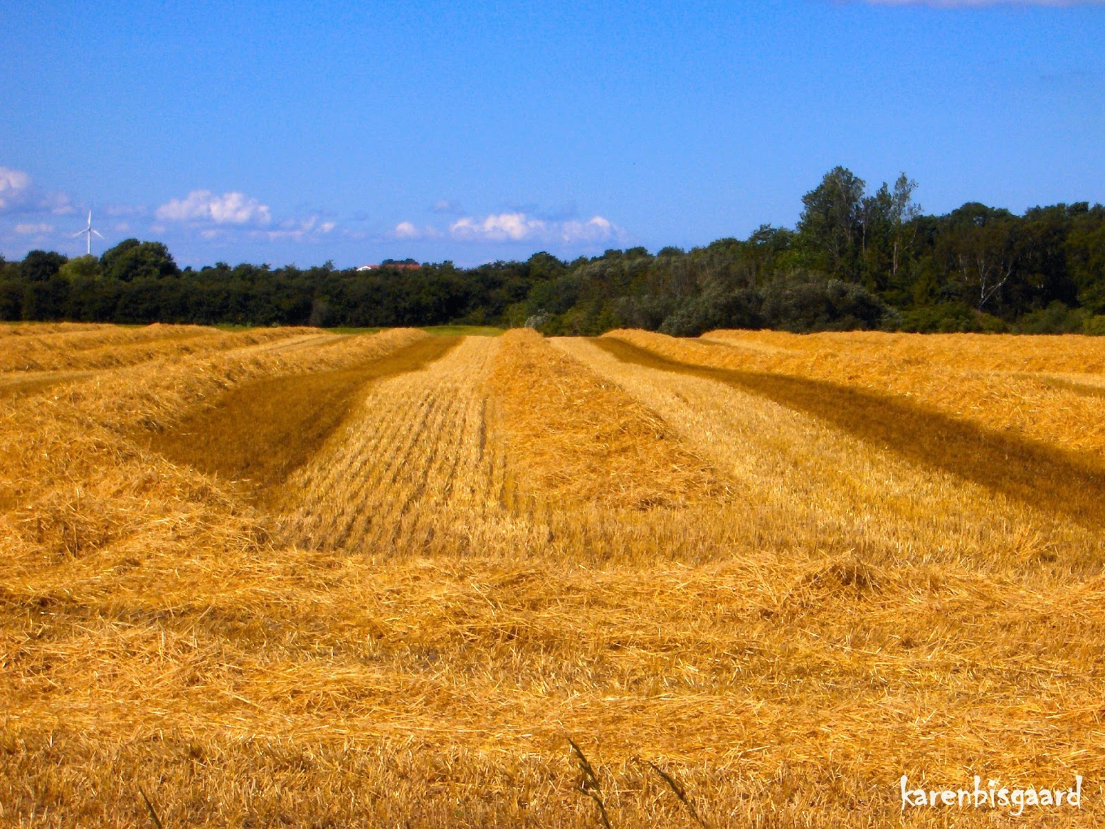 Karen`s Nature Photography: Straw on a Harvested Wheat Field.