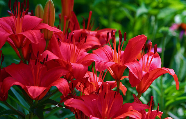 Room Without Walls: My Virgins