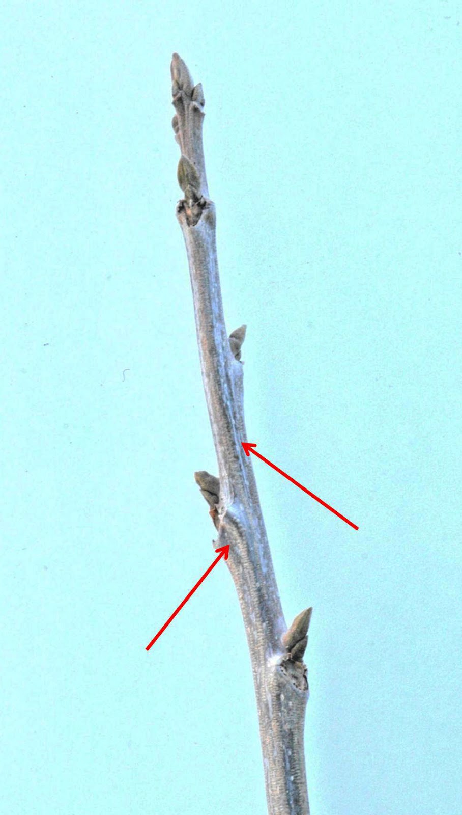 Northern Pecans: Tips for cutting pecan scionwood