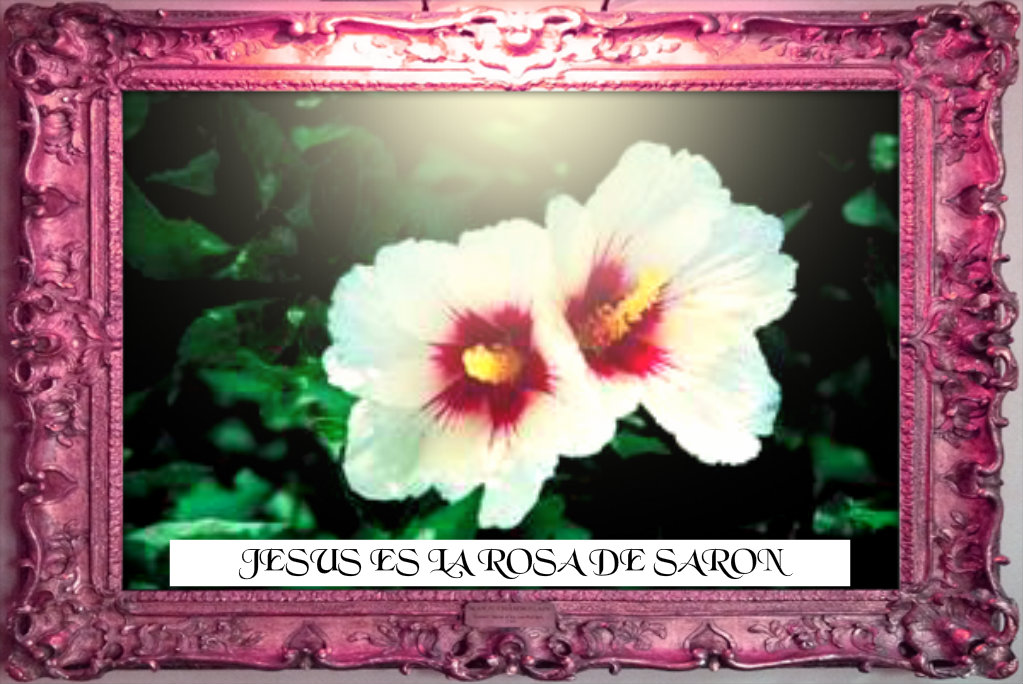 Rosa de Saron
