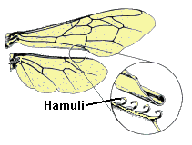 InSeCtOs: ALAS Y SUS TIPOS...