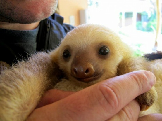 White Wolf : Cute Baby Sloths (Photos-Video)