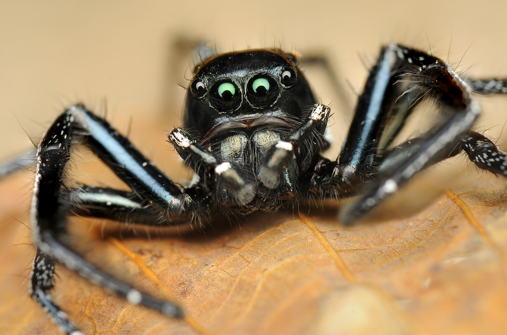 The Mirror: Fantastic Spider Photography (Four Sets of Eyes)