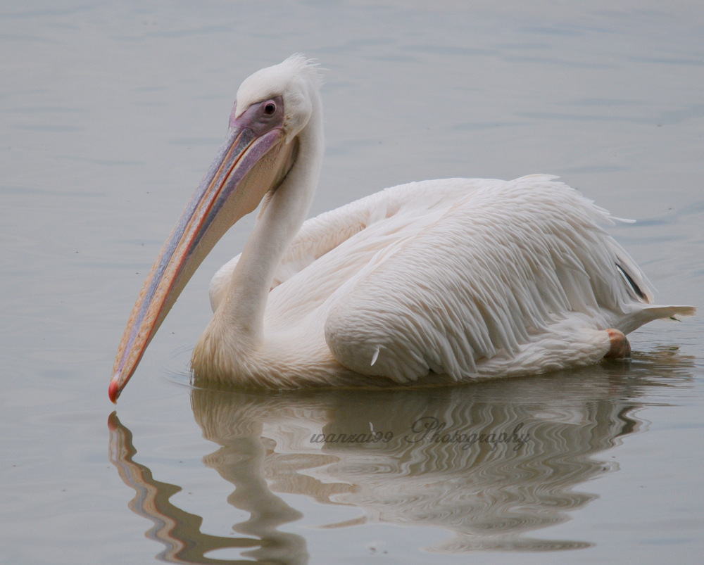 wanzai99 PHOTOGRAPHY: Burung Undan Putih