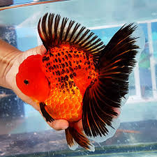 Giới thiệu | OLIVER GOLDFISH