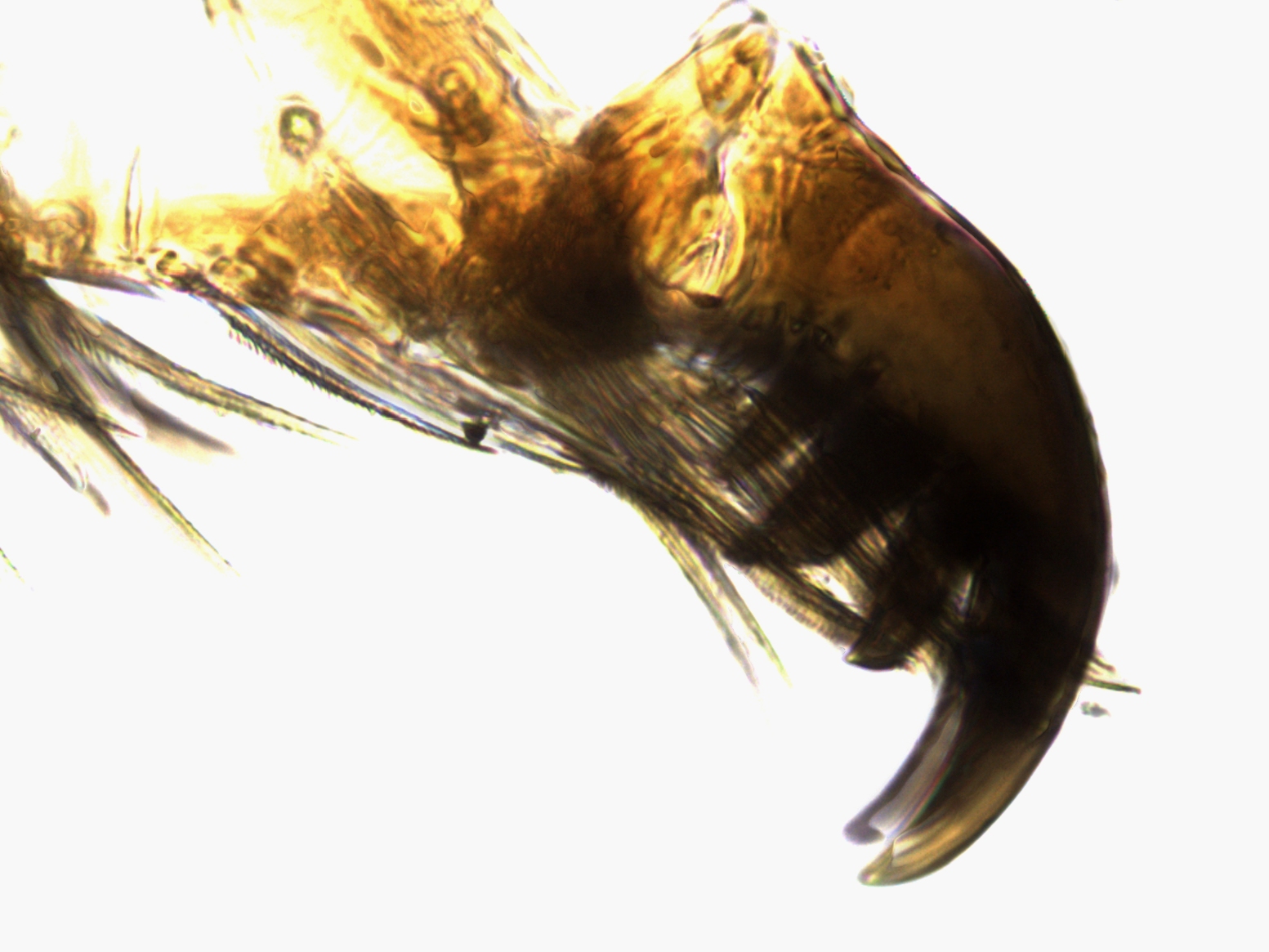 Quaoar Power Zoo: non-native invasive spider (Cithaeron praedonius ...