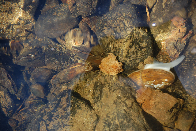 Northeast Ecological Services: Moving mussels