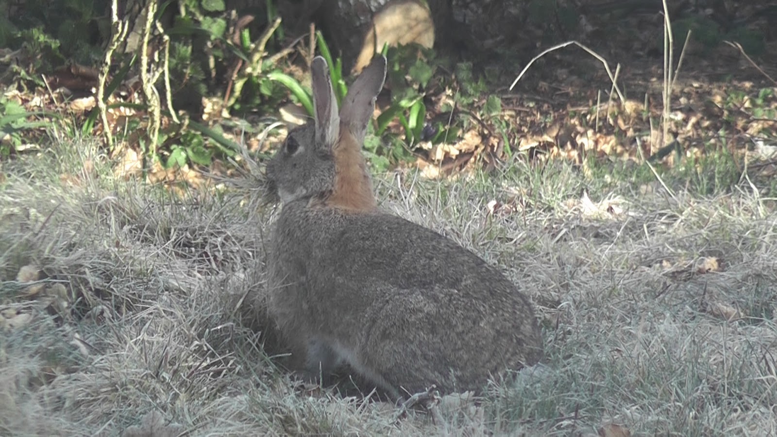 Animals and kids: Wild rabbit family life