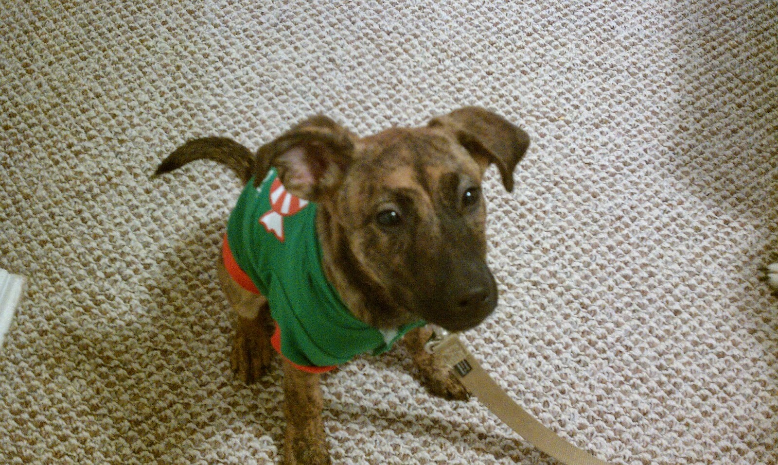 National Adopt A Shelter Dog Month- A Visit with Kayo | from the Dog's ...