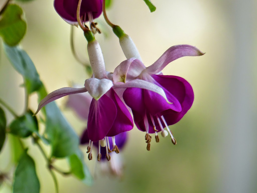 FUCHSIA photos - wallpapers | the fun bank