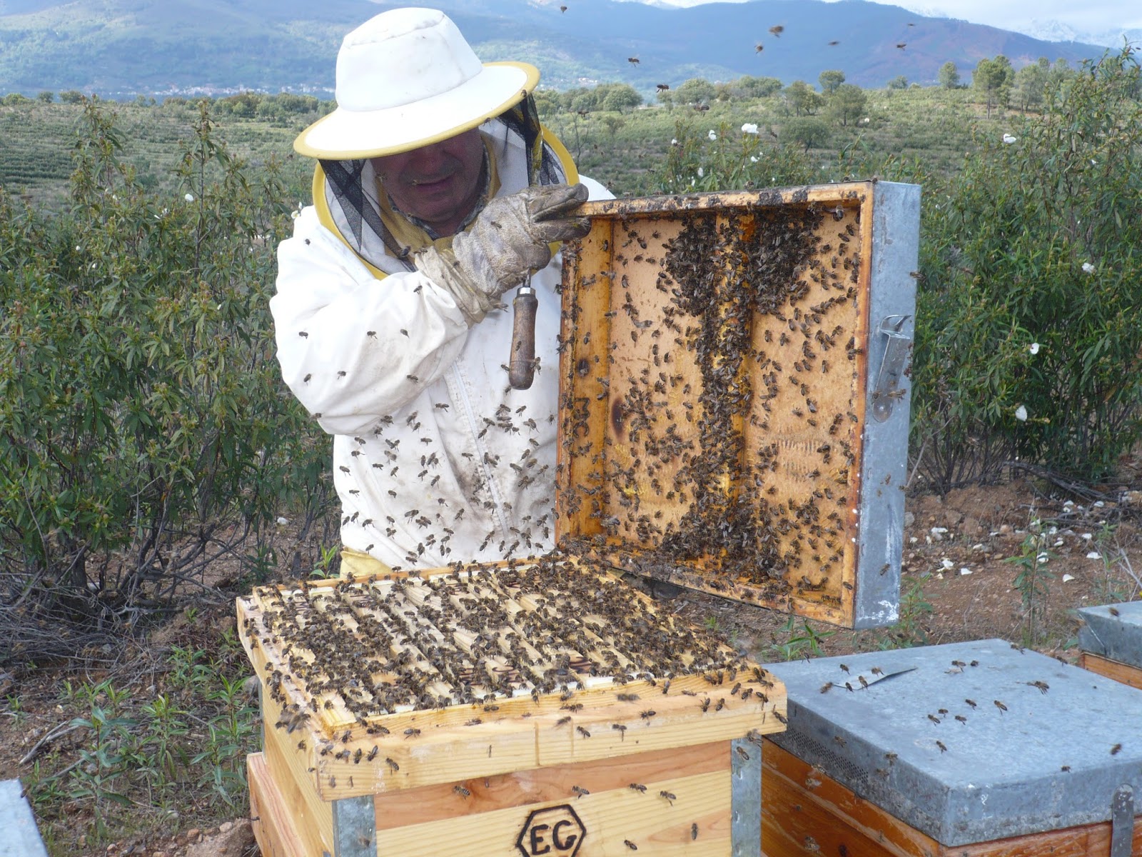 CORONA APICULTORES: SITUACION DE LA APICULTURA