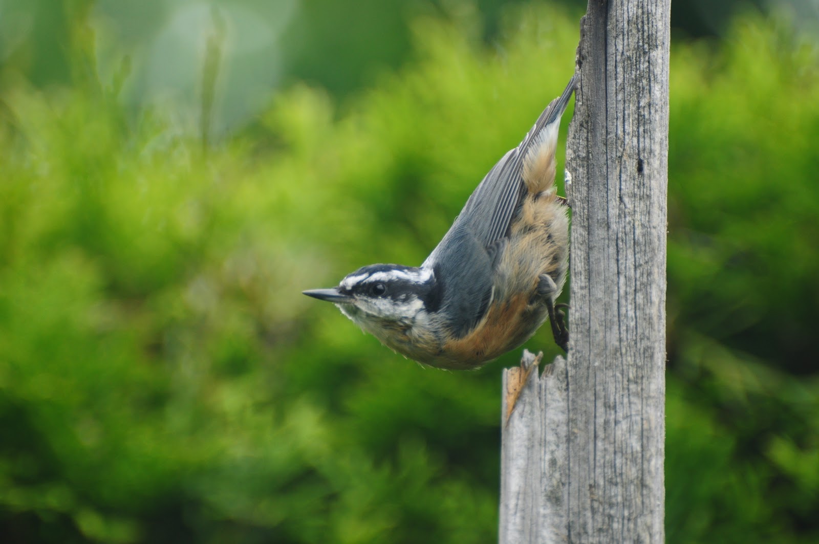 Oregon Backyard Birds, etc.: Red-breasted Nuthatch