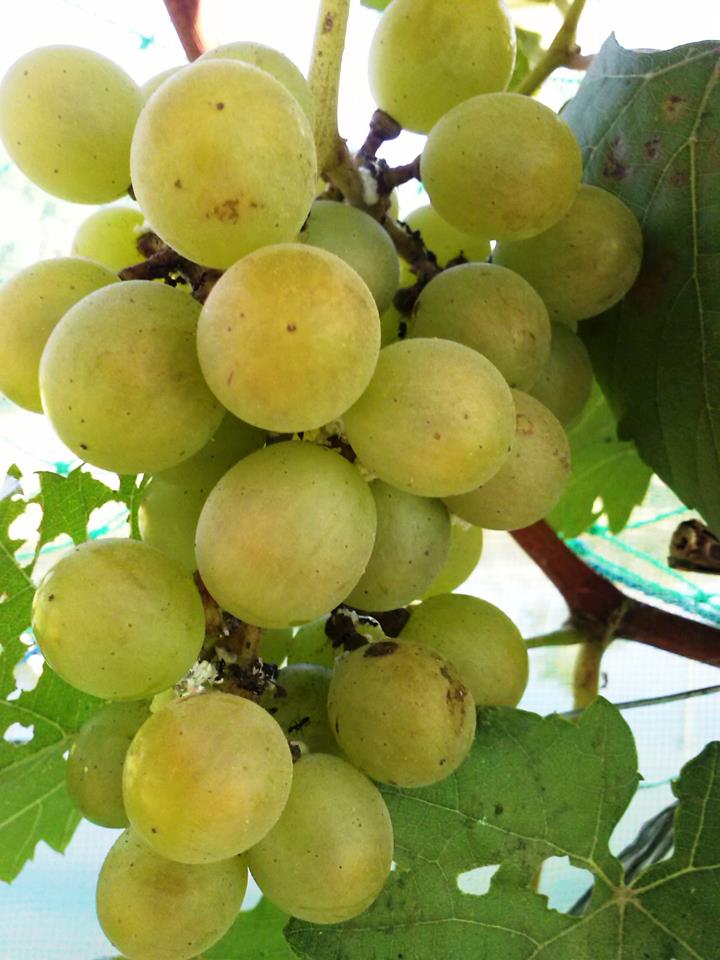 Lets Plant Grapes In The Philippines (Palawan Adventure): Qualities Of ...