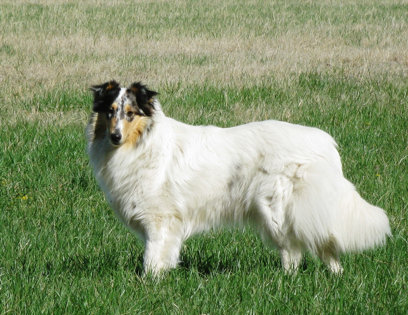 Prairie Creek's Collies: Our Girls