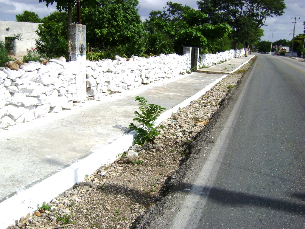 Ayuntamiento de Cansahcab: Lechado de más de 6 kms de albarradas