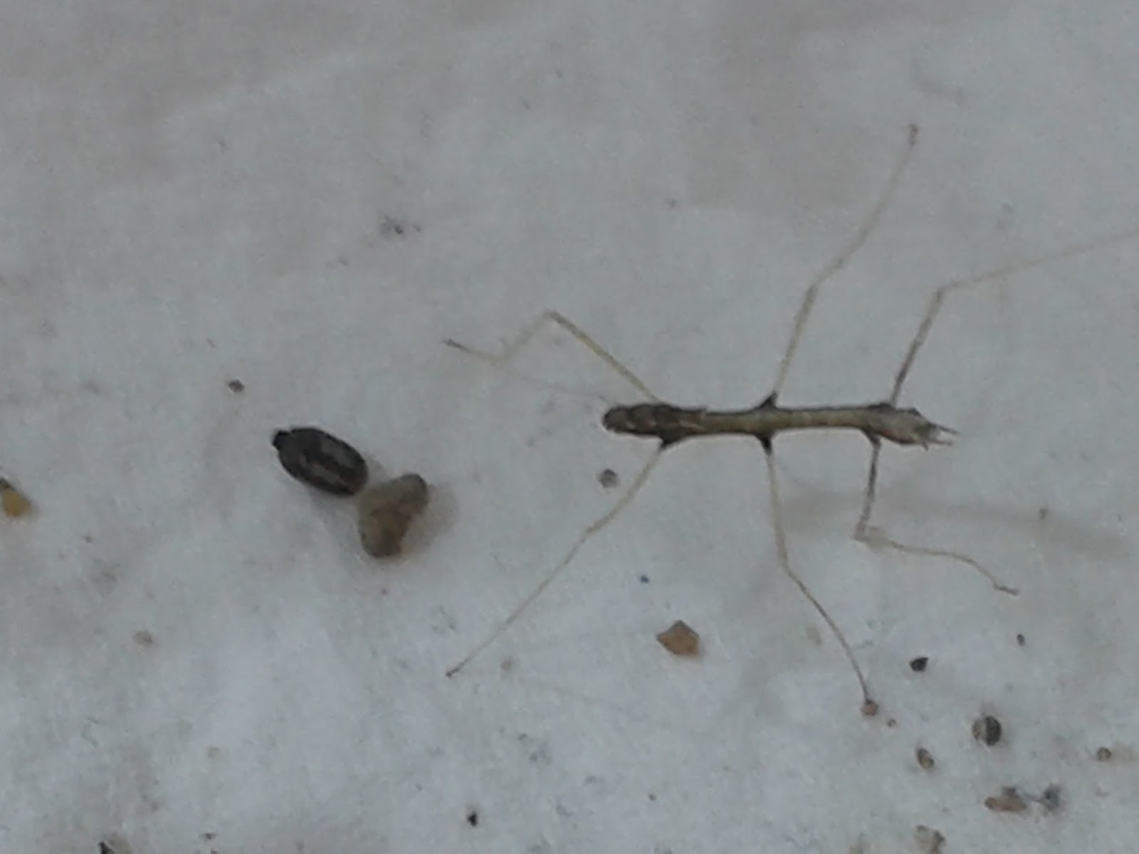 Pequeños Alquimistas: Nuestros insectos palo