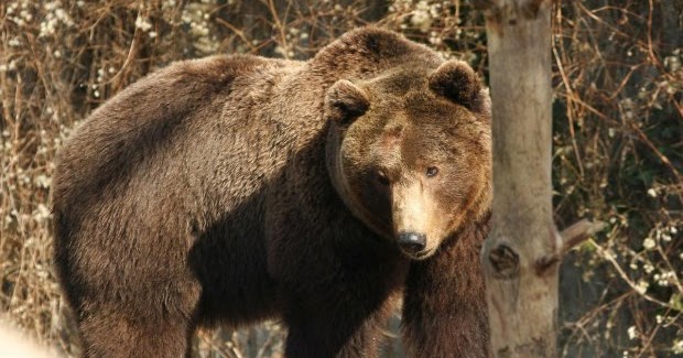 ROD SVOBODNEGA RISA: Rjavi medved