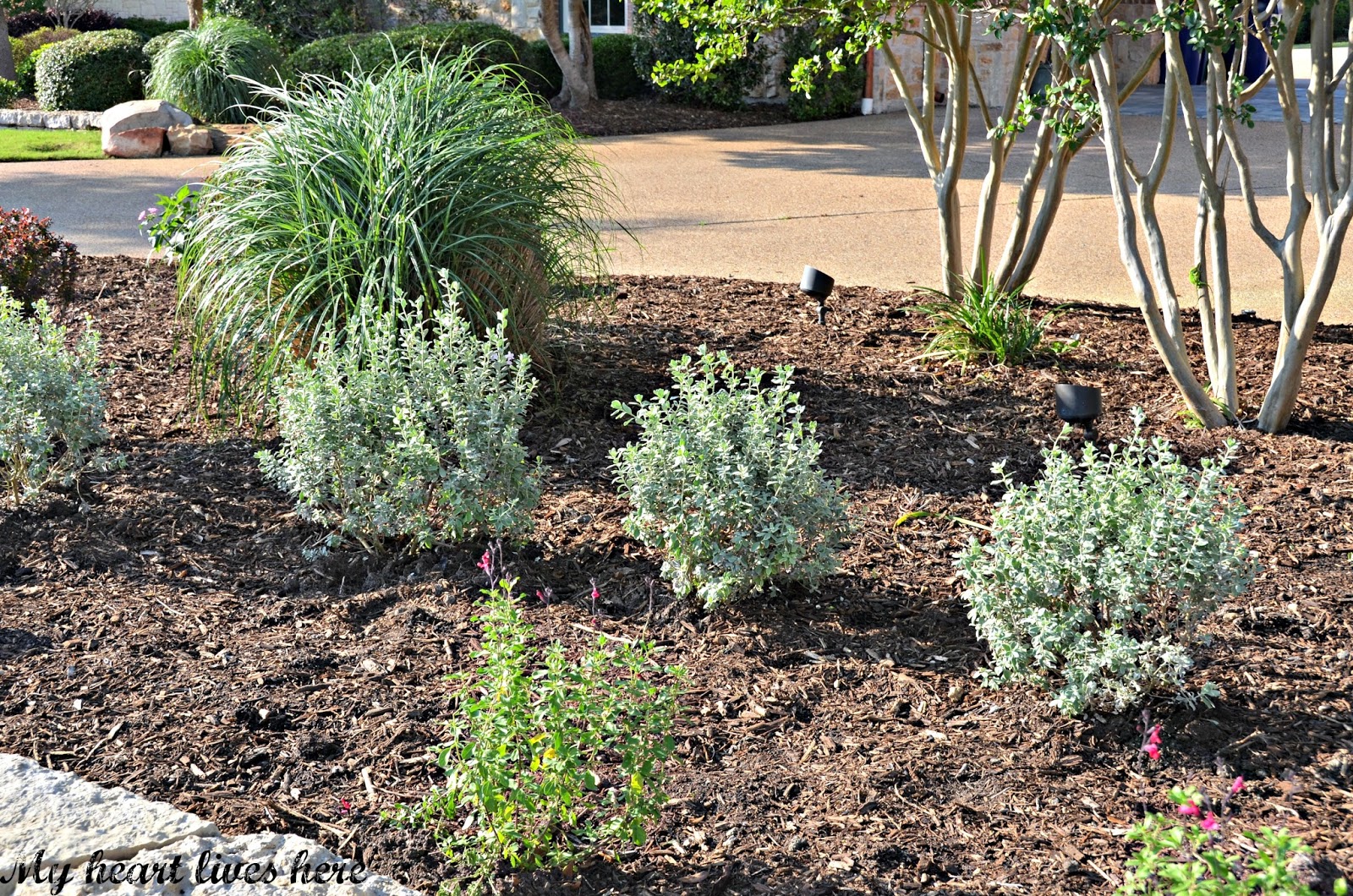 Texas Shrubs For Full Sun - Télécharger