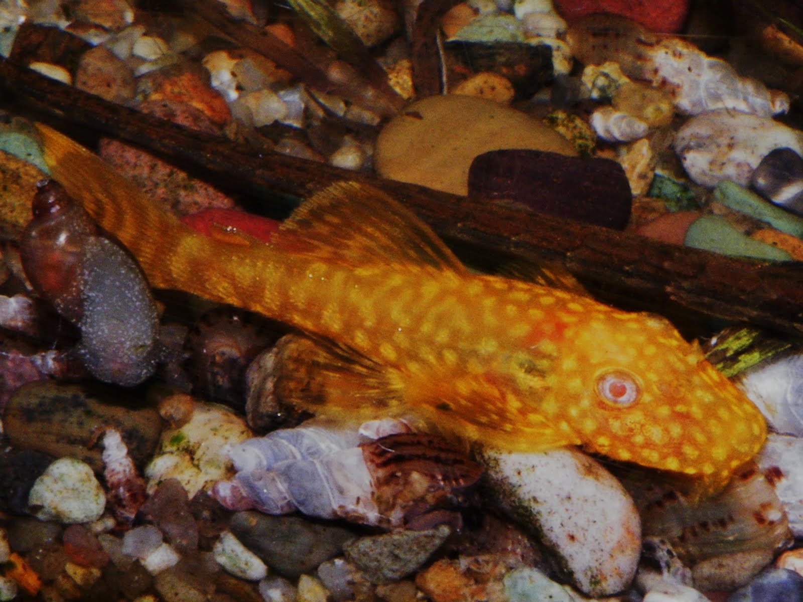oceanaq: Red albino bushynose pleco